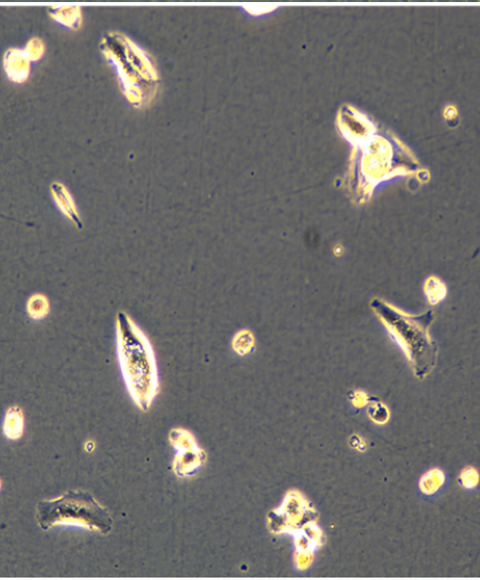 上海晶风生物科技有限公司-提供科研类试剂、耗材、仪器、技术服务的生物企业