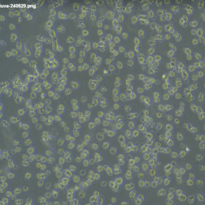 上海晶风生物科技有限公司-提供科研类试剂、耗材、仪器、技术服务的生物企业